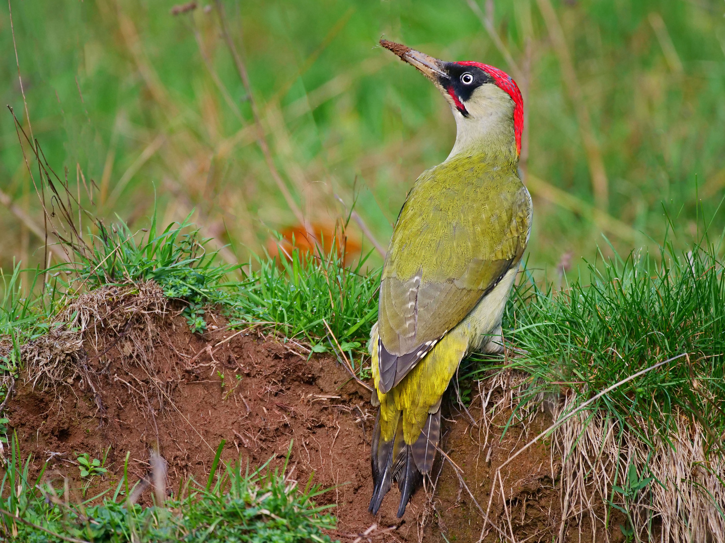Hungrig Foto & Bild | tiere, wildlife, wild lebende vögel Bilder auf ...
