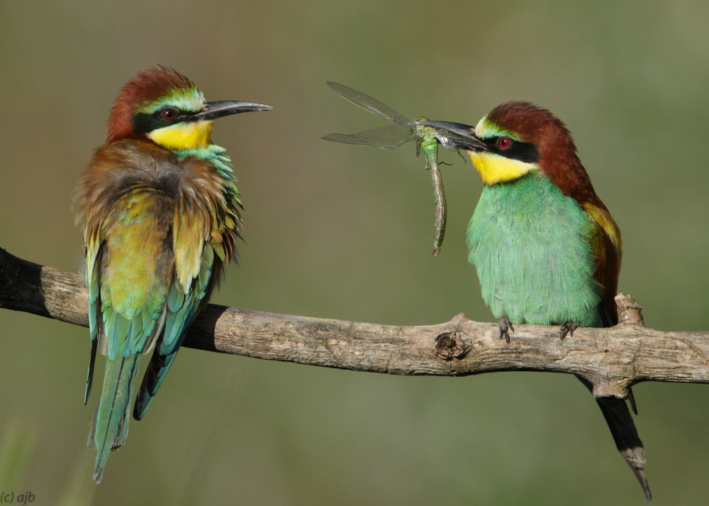 Hungrig? Foto & Bild | tiere, wildlife, wild lebende vögel Bilder auf ...