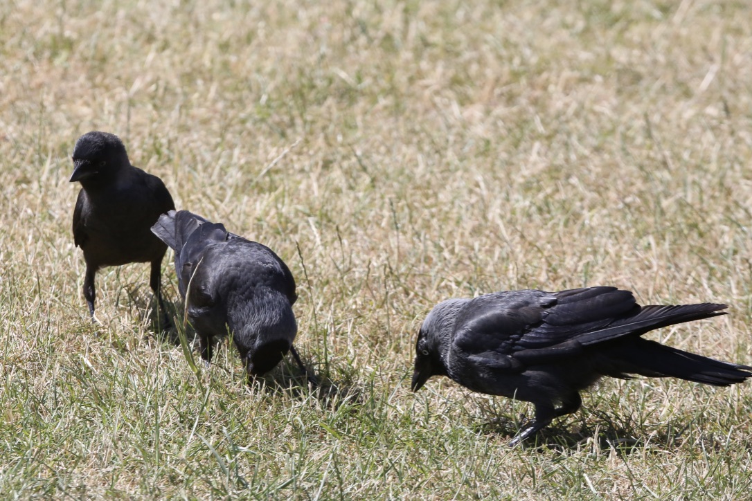 Hungrige Dohlen Foto & Bild | fotos, street, natur Bilder auf fotocommunity