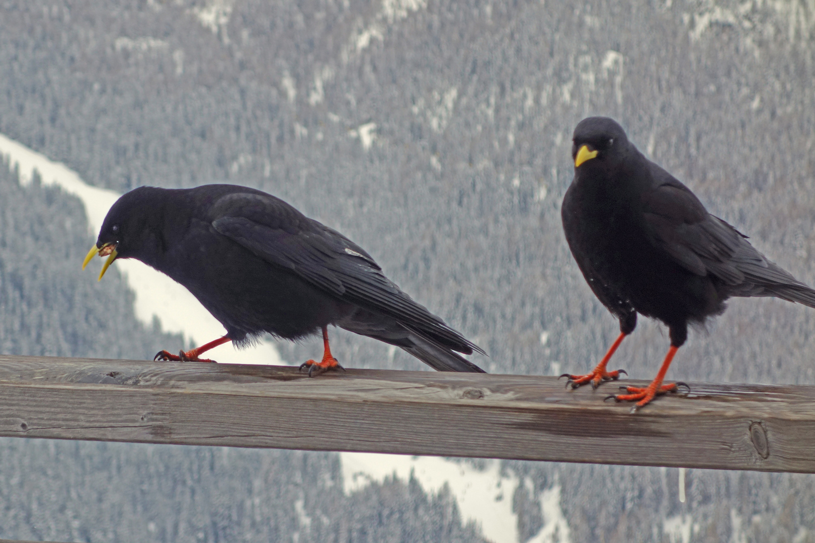 hungrige Dohlen Foto & Bild | tiere der alpen, contest Bilder auf ...