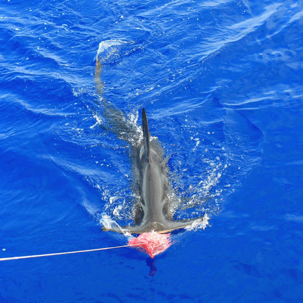 Hungriger Hammerhai Foto & Bild | tiere, wildlife, natur Bilder auf ...