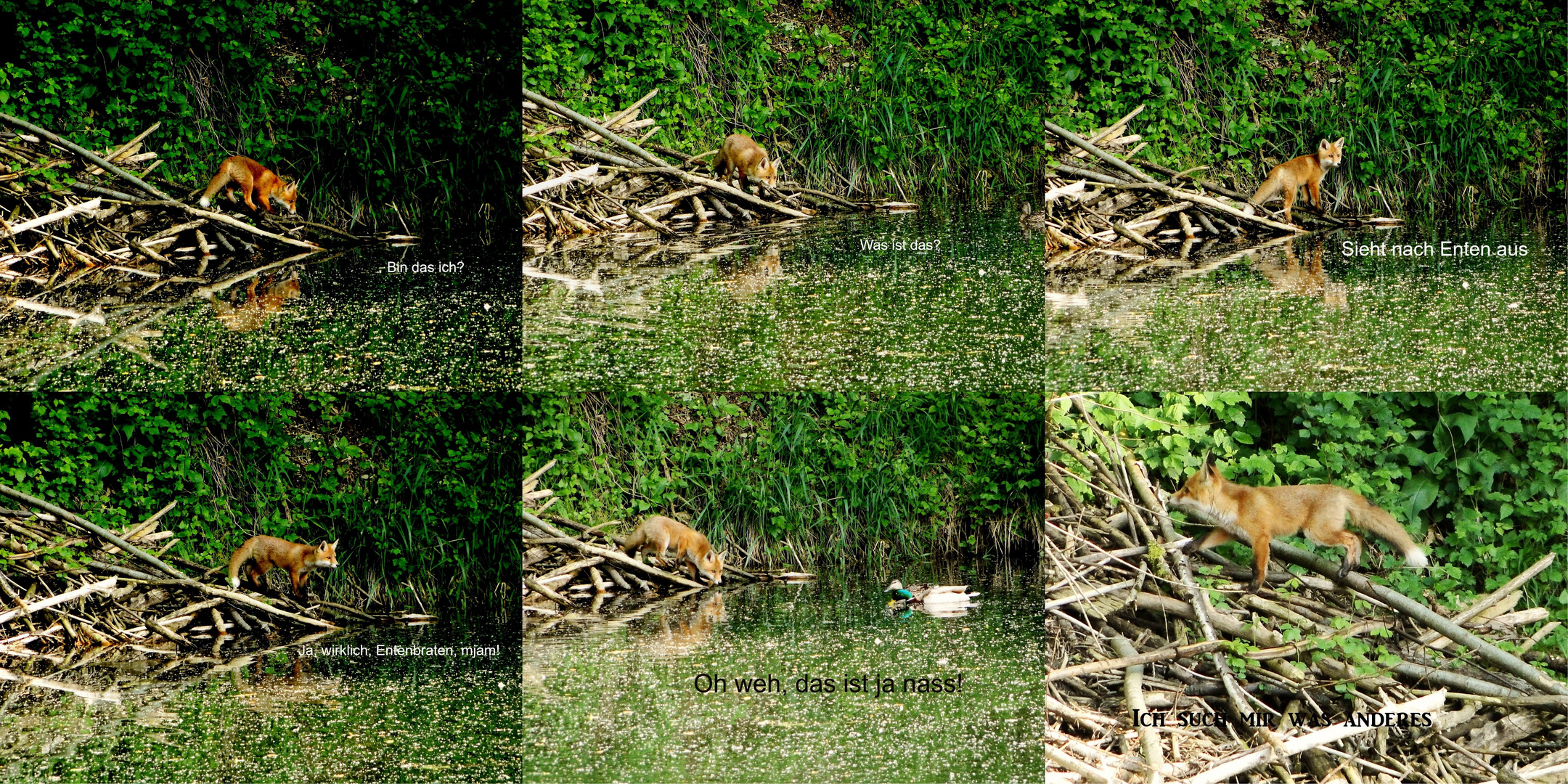 Hungriger junger Fuchs Foto & Bild | tiere, wildlife, wildlife ...