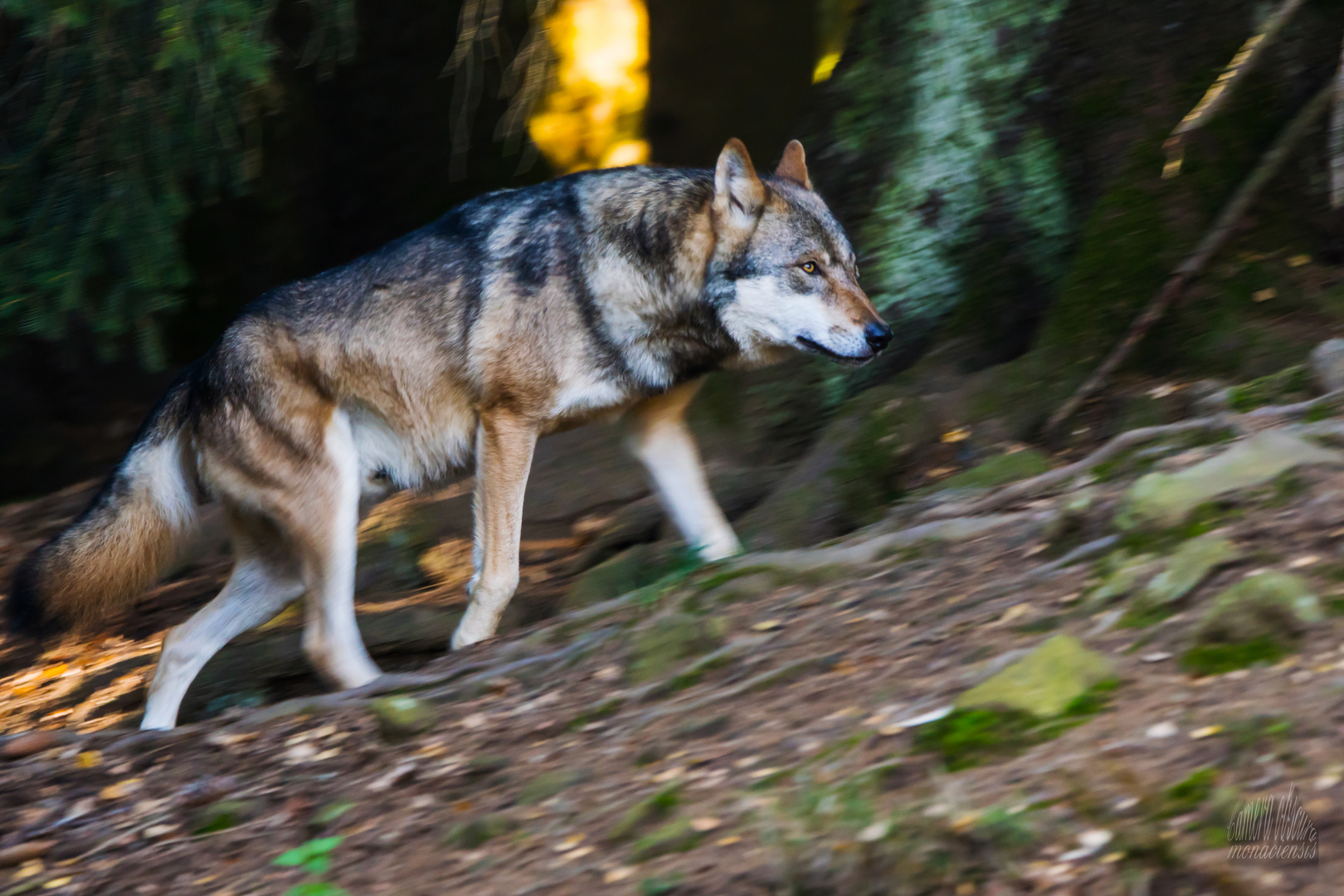 Hungry hunter Foto & Bild | world, natur, bayern Bilder auf fotocommunity