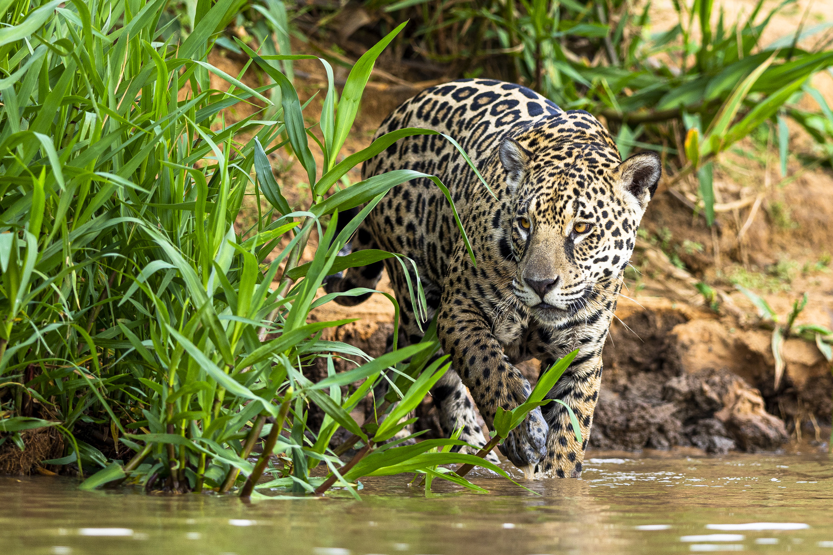 Hunting Jaguar Foto & Bild | natur, tiere, wildlife Bilder auf ...