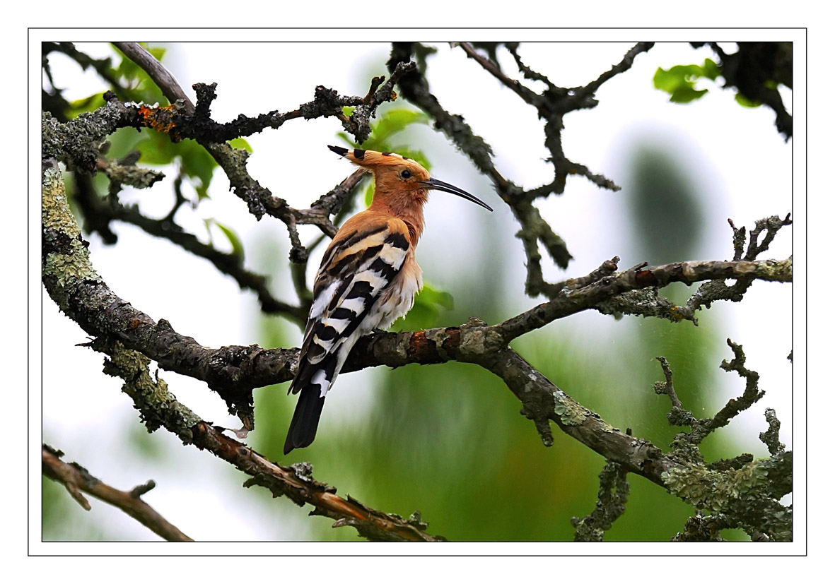 Huppe fasciée photo et image | animaux, animaux sauvages, oiseaux ...