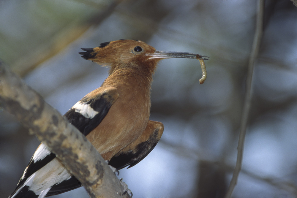 Huppe fasciée photo et image | animaux, animaux sauvages, oiseaux ...