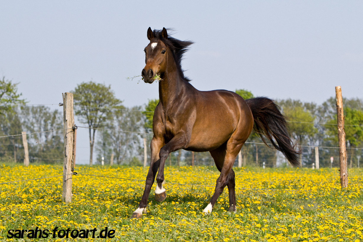 Hurra, hurra der Frühling ist da Foto & Bild | tiere, haustiere, pferde ...