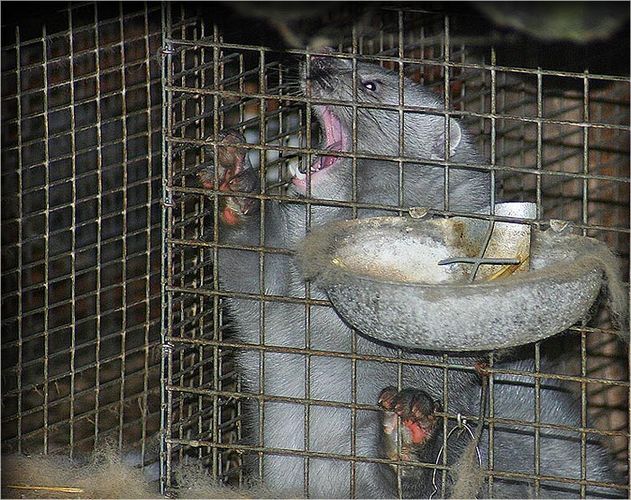 Hurra Hurra! Der Pelz ist da! Foto & Bild | tiere, tier und mensch ...