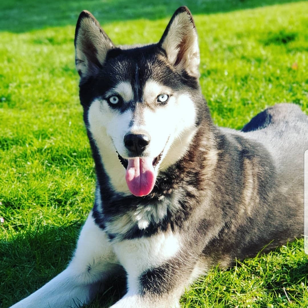 Huski Foto & Bild | fotos, canon, wald Bilder auf fotocommunity