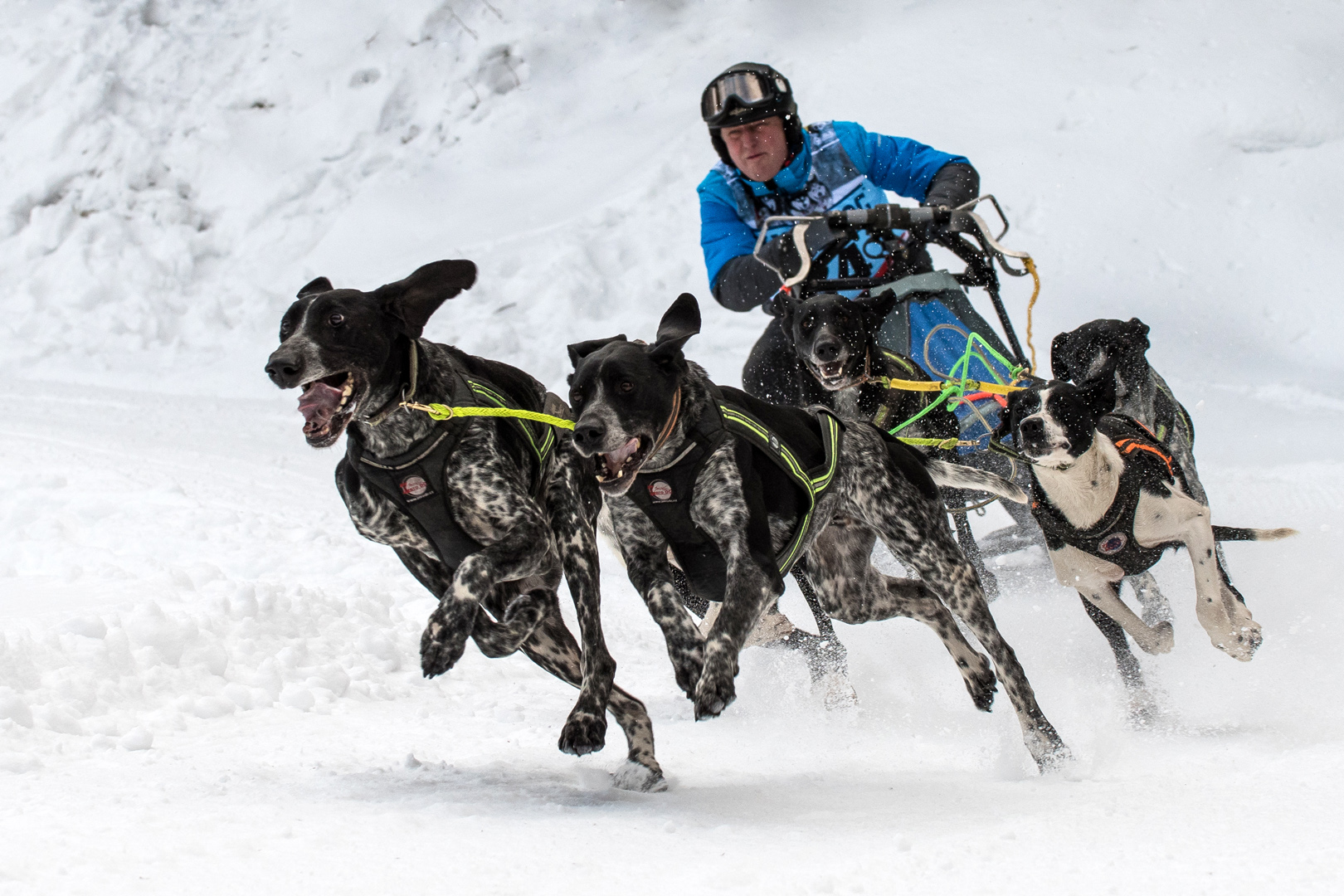 Husky 2 Foto & Bild | sport, sport mit tieren, hundesport Bilder auf ...