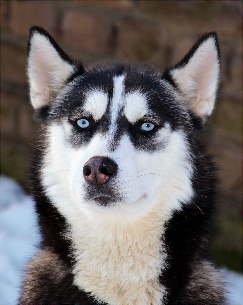 Husky Foto & Bild | tiere, haustiere, hunde Bilder auf fotocommunity
