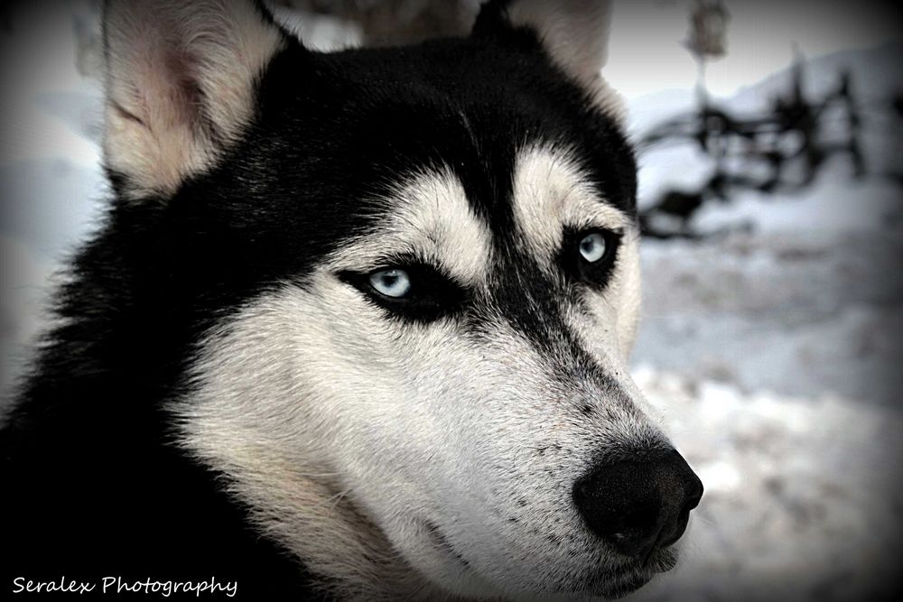 Husky Foto & Bild | tiere, haustiere, hunde Bilder auf fotocommunity
