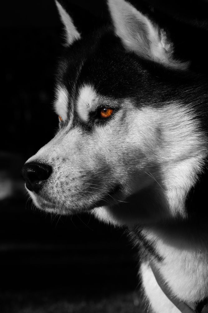 Husky Balto Foto & Bild | outdoor, hunde, hund Bilder auf fotocommunity