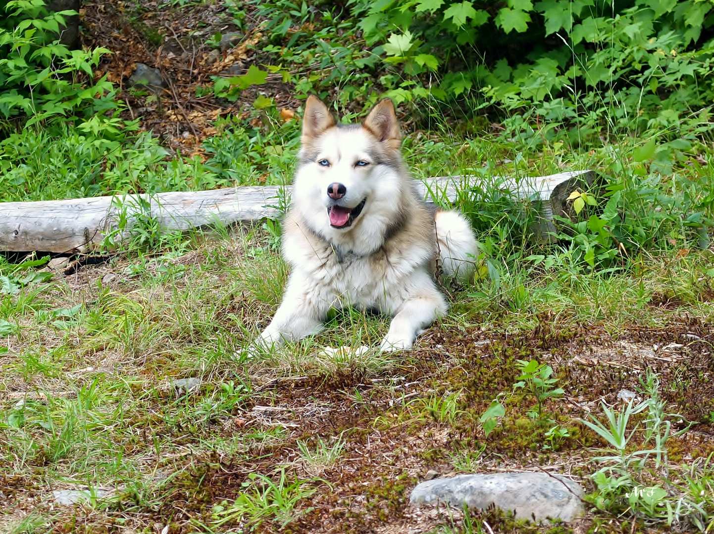 Husky photo et image | north america, canada, the east Images fotocommunity