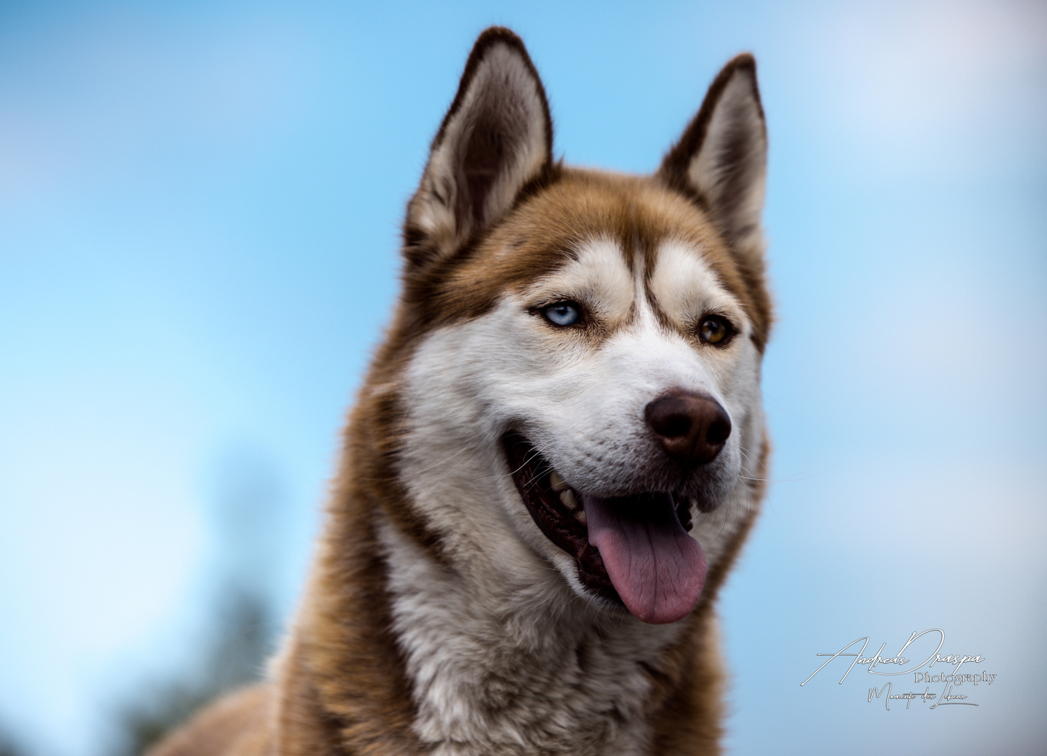 Husky "Juno" Foto & Bild | canon, youth, hunde Bilder auf fotocommunity
