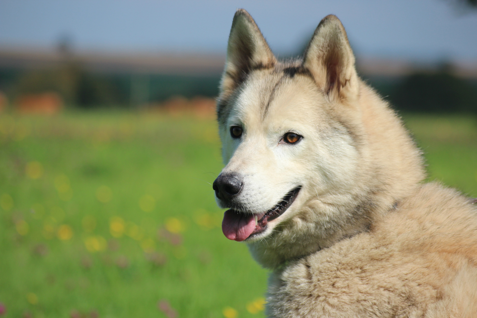 Husky*2 Foto & Bild | tiere, haustiere, hunde Bilder auf fotocommunity