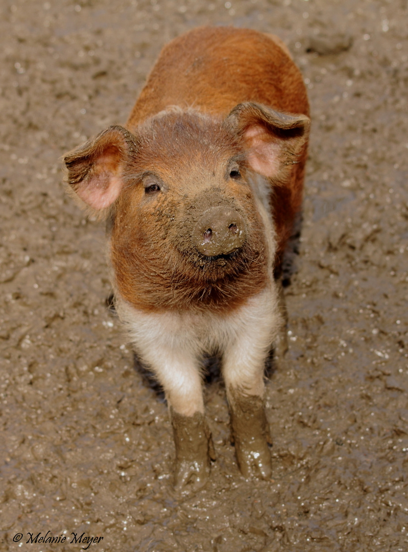 Husumer Protestschwein Ferkel Foto & Bild | tiere, zoo, wildpark ...