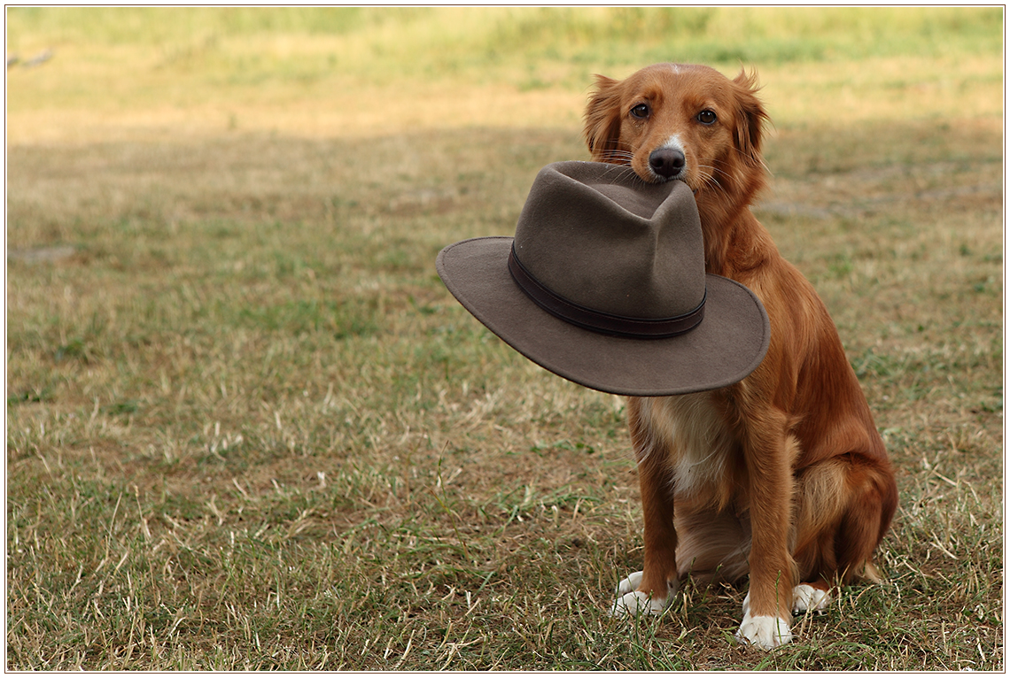 Hut ab ! Foto & Bild | tiere, haustiere, hunde Bilder auf fotocommunity