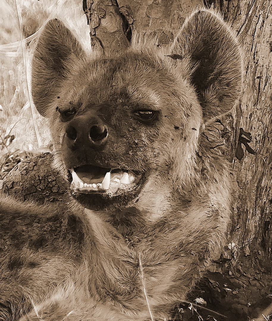 Hyäne Foto & Bild | world, natur, tiere Bilder auf fotocommunity