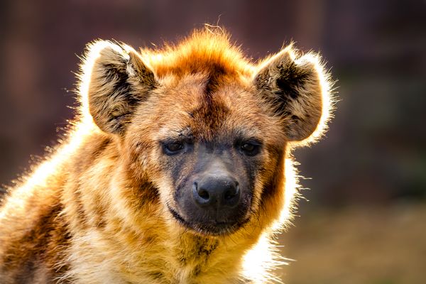 Hyänen Bilder & Fotos