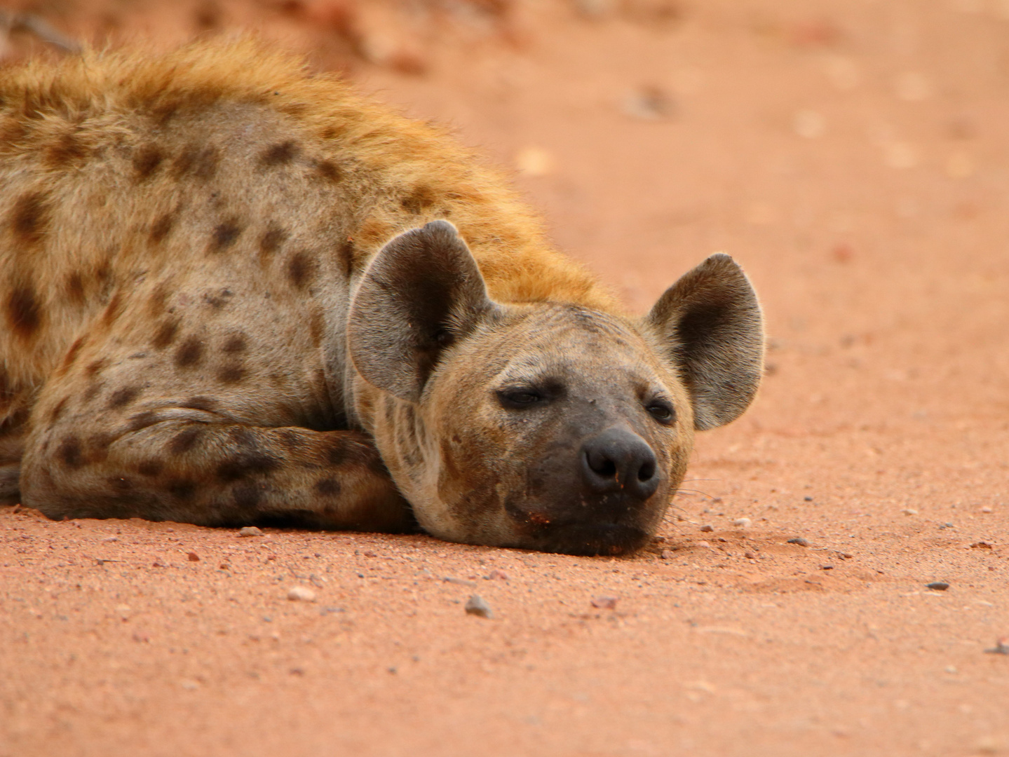 Hyäne Foto & Bild | natur, tiere, wildlife Bilder auf fotocommunity