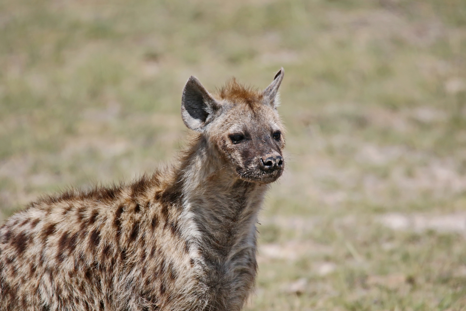 Hyäne Foto & Bild | natur, afrika, wildlife Bilder auf fotocommunity