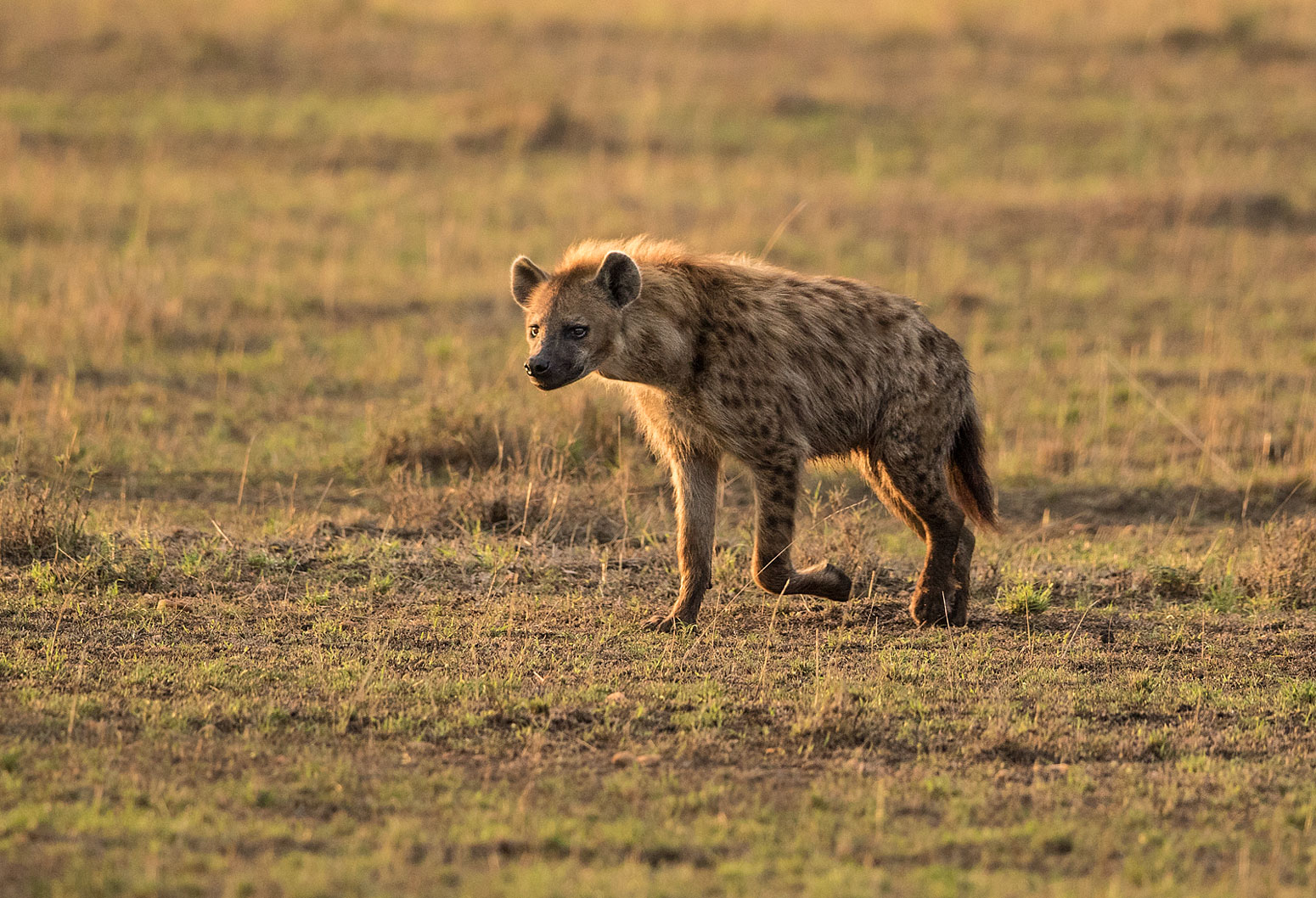Hyäne Foto & Bild | kenia, masai mara 4, natur, afrika Bilder auf ...