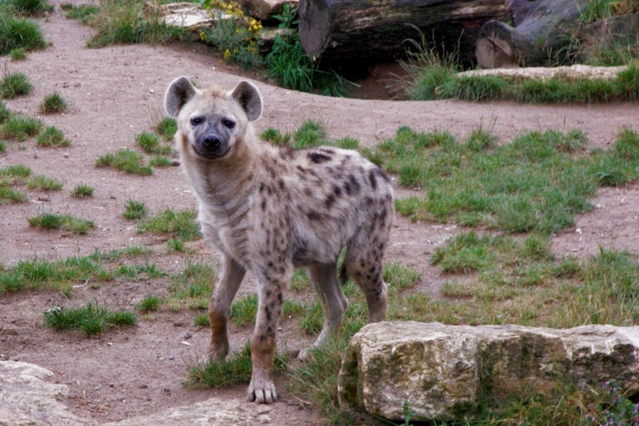 Hyäne Foto & Bild | tiere, natur Bilder auf fotocommunity