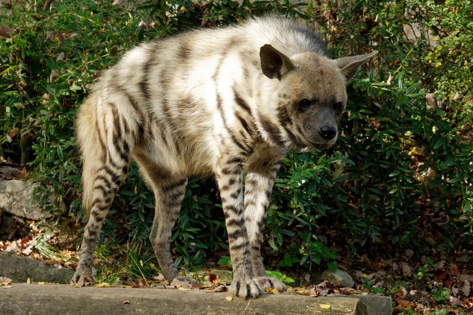 Hyäne Foto & Bild | tiere, zoo, wildpark & falknerei, säugetiere Bilder ...