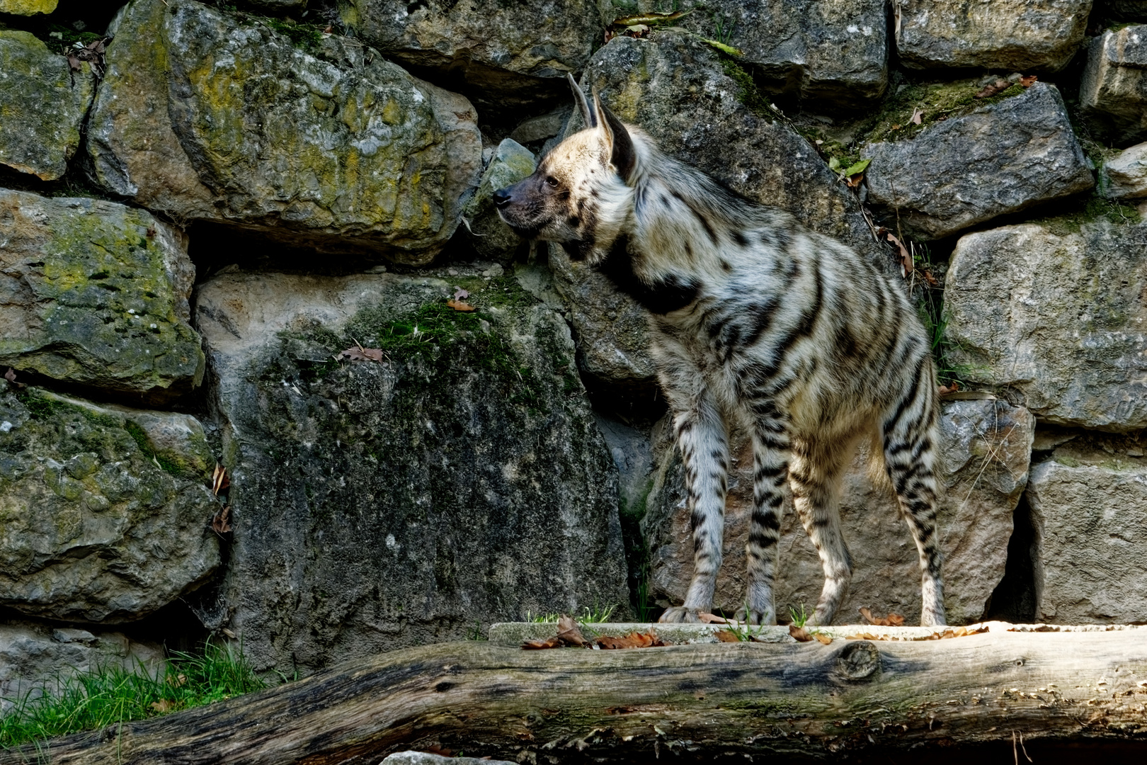 Hyäne Foto & Bild | tiere, zoo, wildpark & falknerei, säugetiere Bilder ...