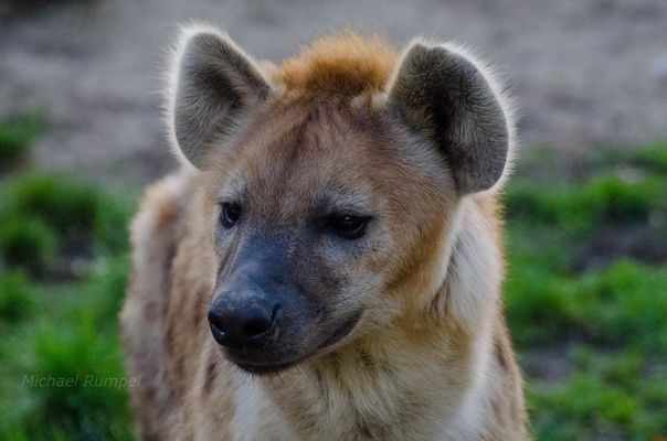 Hyänen Bilder & Fotos