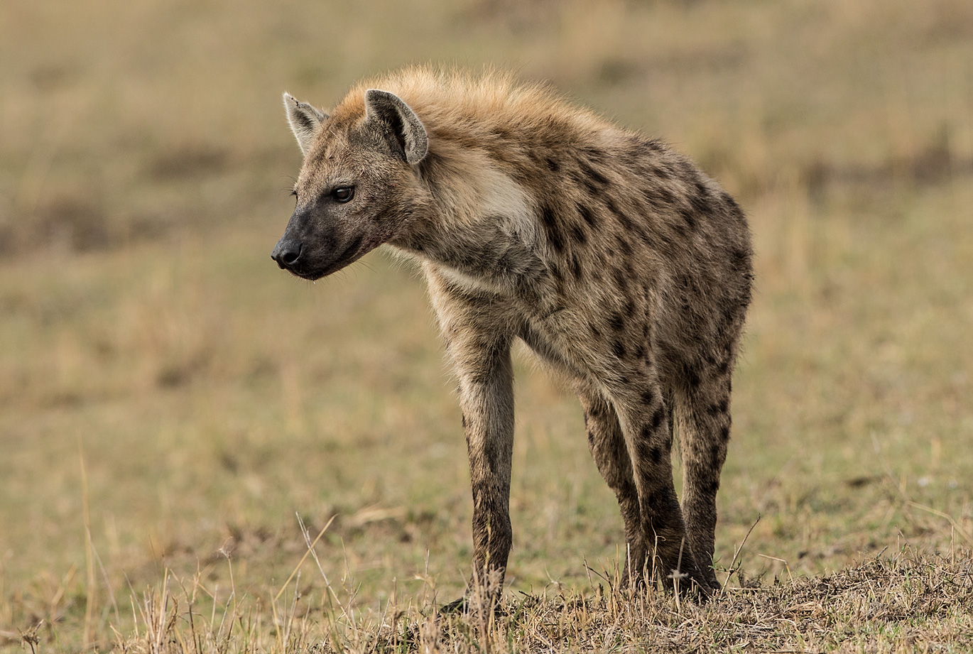 Hyäne Foto & Bild | tiere, wildlife, kenia fotosafari 6 Bilder auf ...