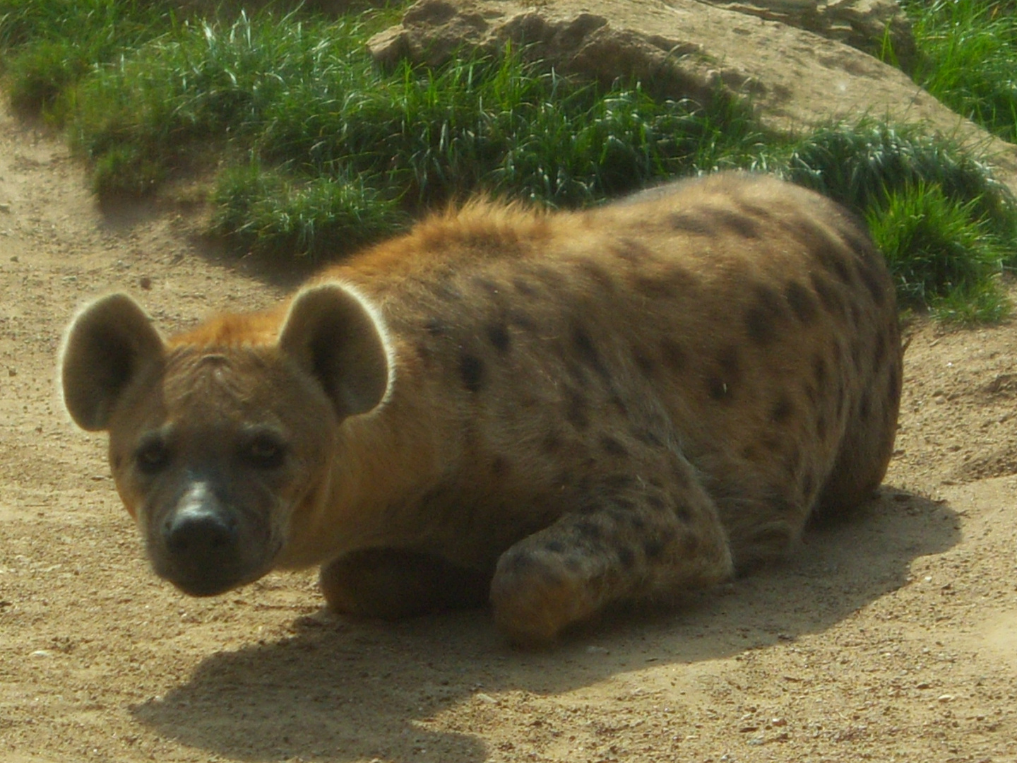 Hyäne Foto & Bild | tiere, zoo, wildpark & falknerei, säugetiere Bilder ...