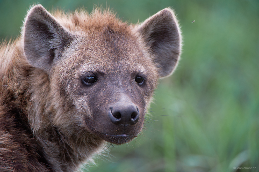 Hyäne Foto & Bild | africa, eastern africa, kenya Bilder auf fotocommunity