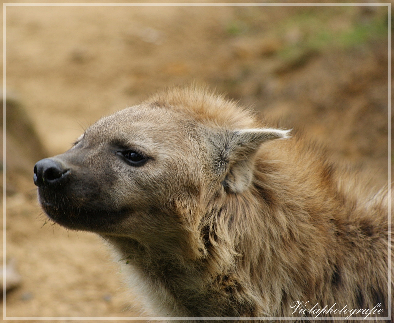 Hyäne Foto & Bild | tiere, zoo, wildpark & falknerei, säugetiere Bilder ...