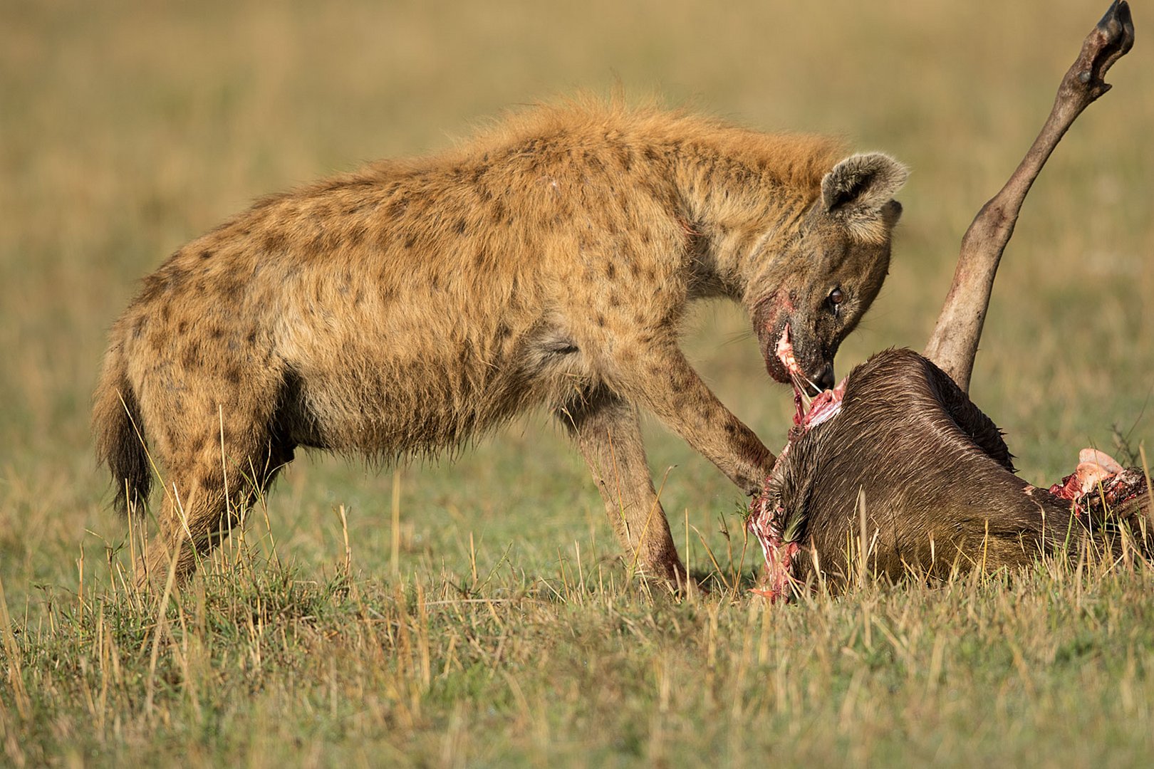 Hyäne mit Beute Foto & Bild | natur, afrika, tiere Bilder auf fotocommunity