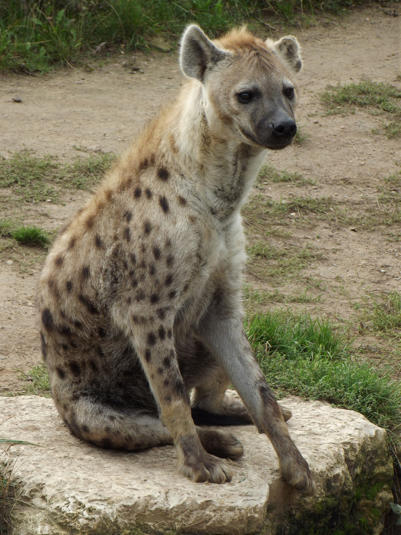 Hyäne wartet geduldig auf´s Abendbrot Foto & Bild | tiere, wildlife ...