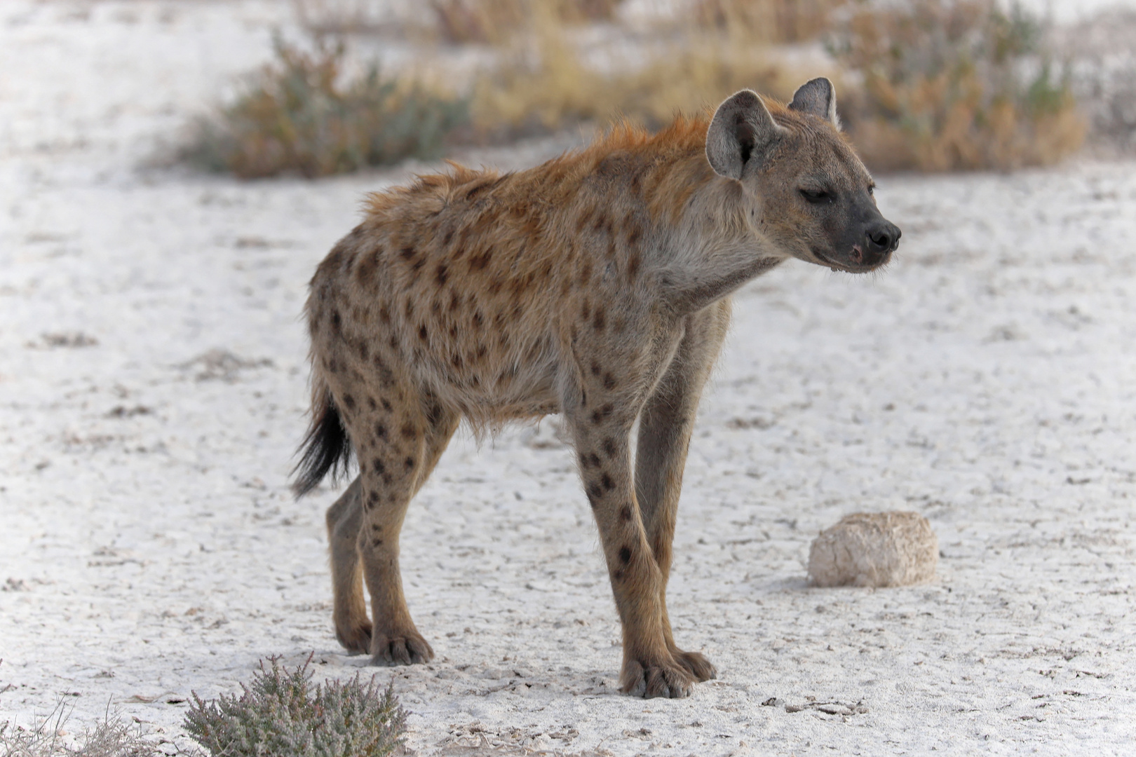 Hyäne_3 Foto & Bild | africa, southern africa, namibia Bilder auf ...