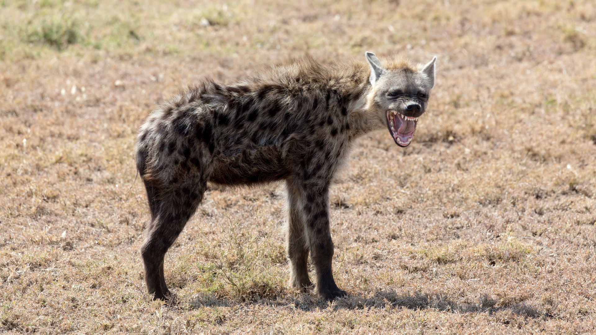 Hyänen Foto & Bild | tiere, wildlife, wildlife: sonstige tiere Bilder ...