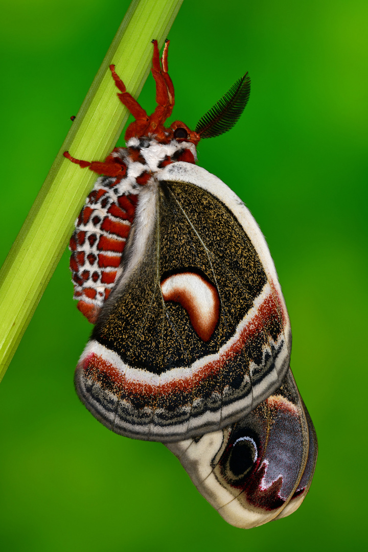 Hyalophora cecropia Foto & Bild | tiere, haustiere, zoo, wildpark ...