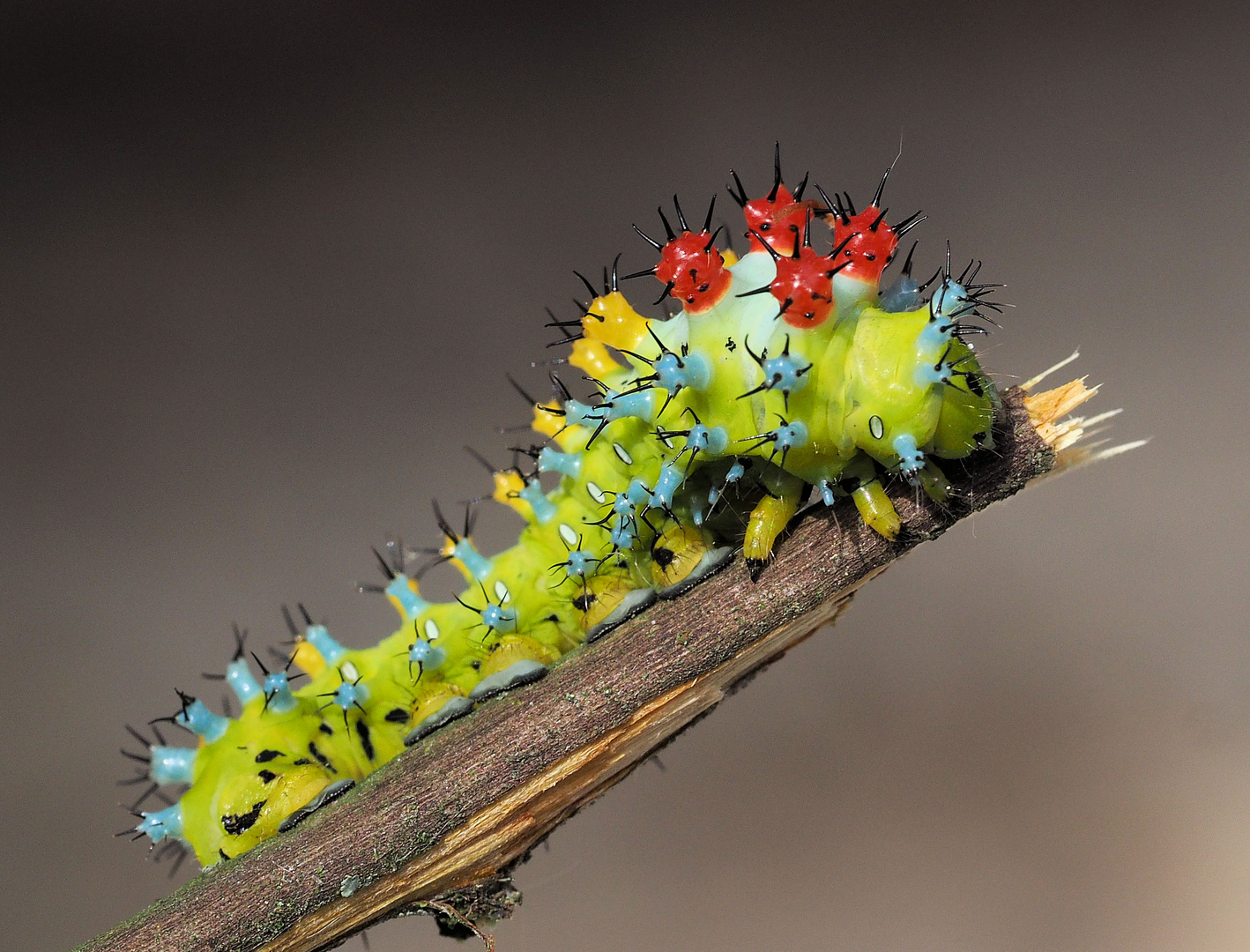 Hyalophora cecropia Foto & Bild | fotos, makro, natur Bilder auf ...