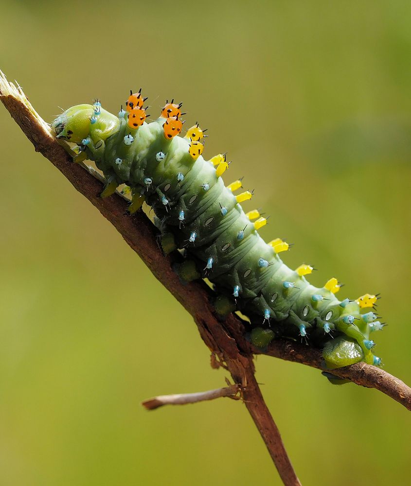 Hyalophora cecropia Foto & Bild | fotos, makro, natur Bilder auf ...