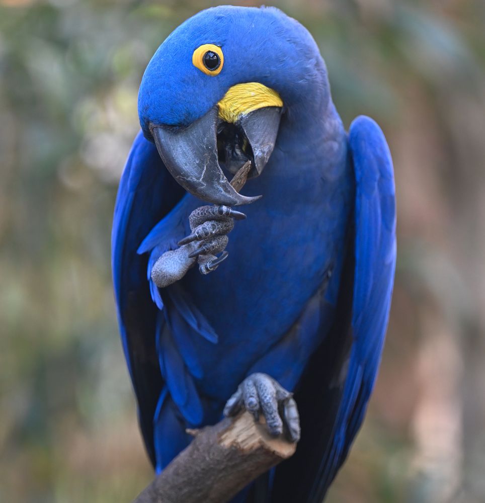 Hyazinth-Ara Foto & Bild | bilder, fotos, nikon Bilder auf fotocommunity