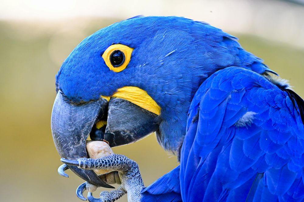 Hyazinth Ara Foto & Bild | tiere, zoo, wildpark & falknerei, vögel ...