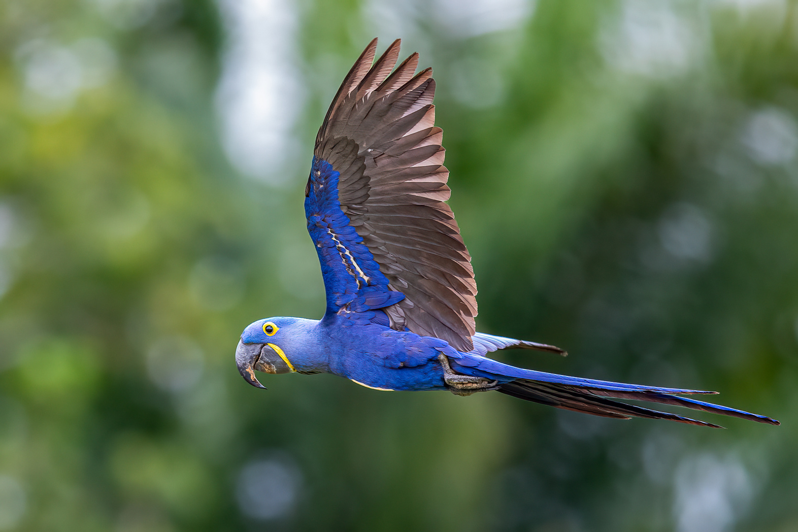 Hyazinth-Ara Foto & Bild | tiere, wildlife, wild lebende vögel Bilder ...
