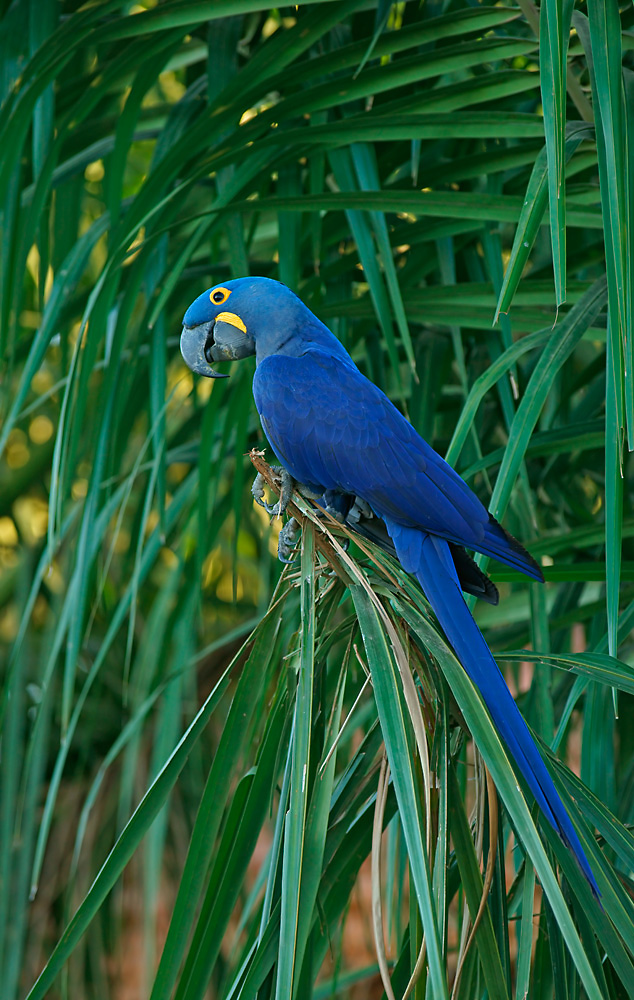 Hyazinth-Ara (Anodorhynchus hyacinthinus) Foto & Bild | tiere, wildlife ...