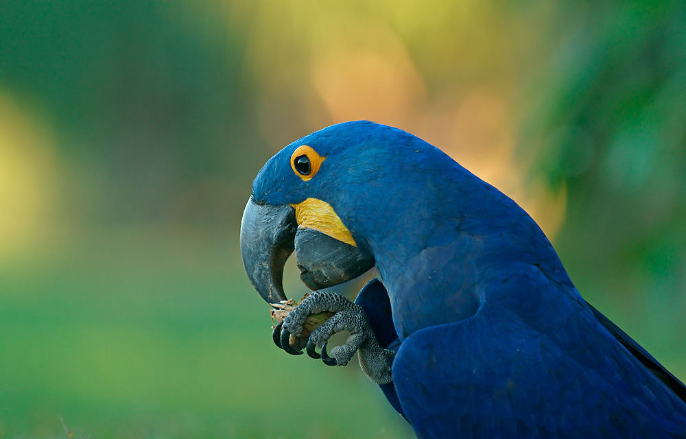 Hyazinth-Ara (Anodorhynchus hyacinthinus) Foto & Bild | tiere, wildlife ...