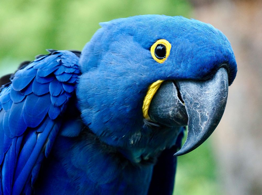 Hyazinth-Ara Foto & Bild | tiere, zoo, wildpark & falknerei, vögel ...