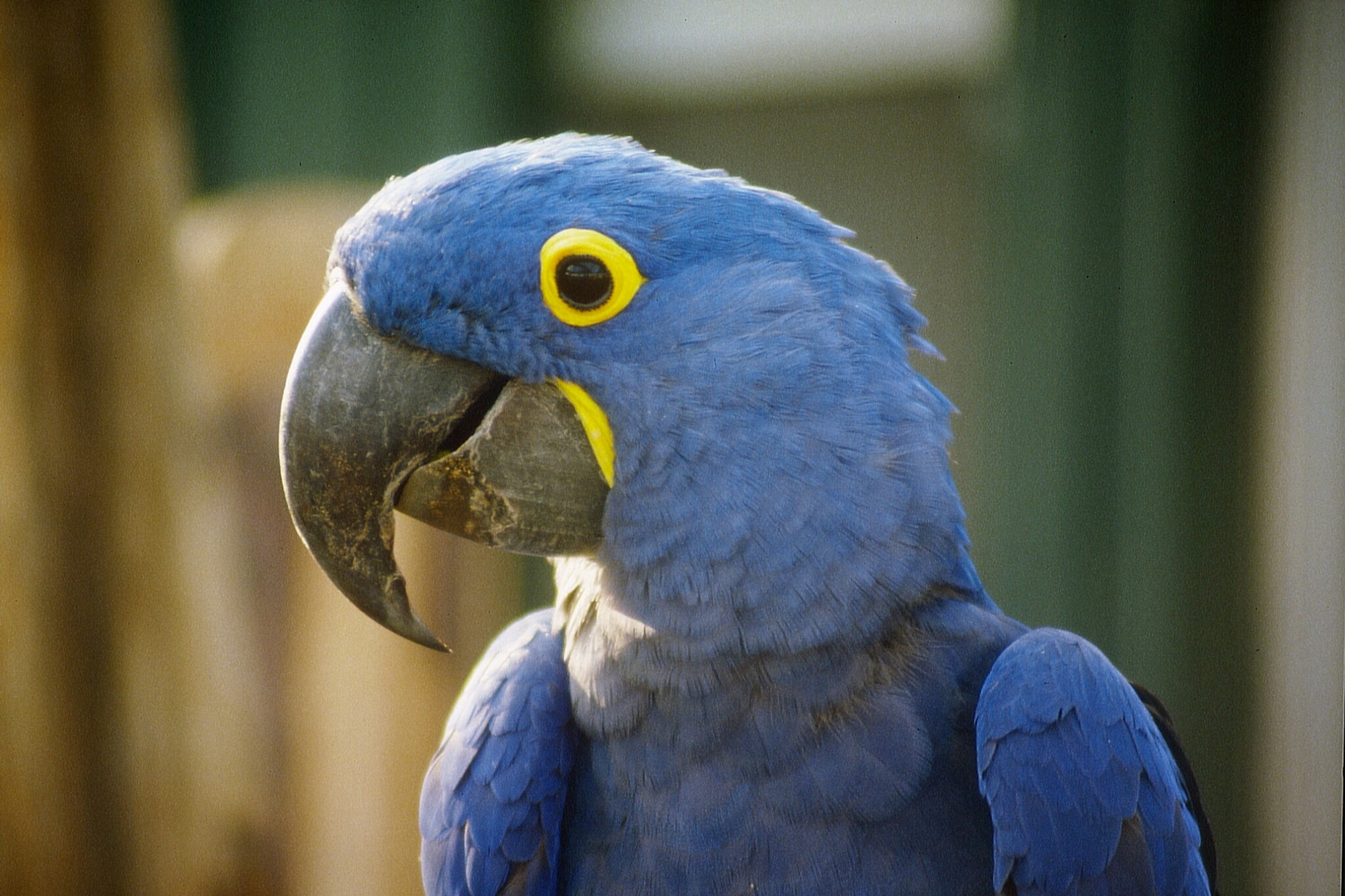 Hyazinth-Ara in der Stuttgarter WILHELMA Foto & Bild | tiere, zoo ...
