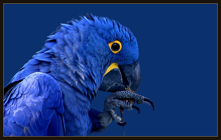 Hyazinthara Foto & Bild | tiere, zoo, wildpark & falknerei, vögel ...